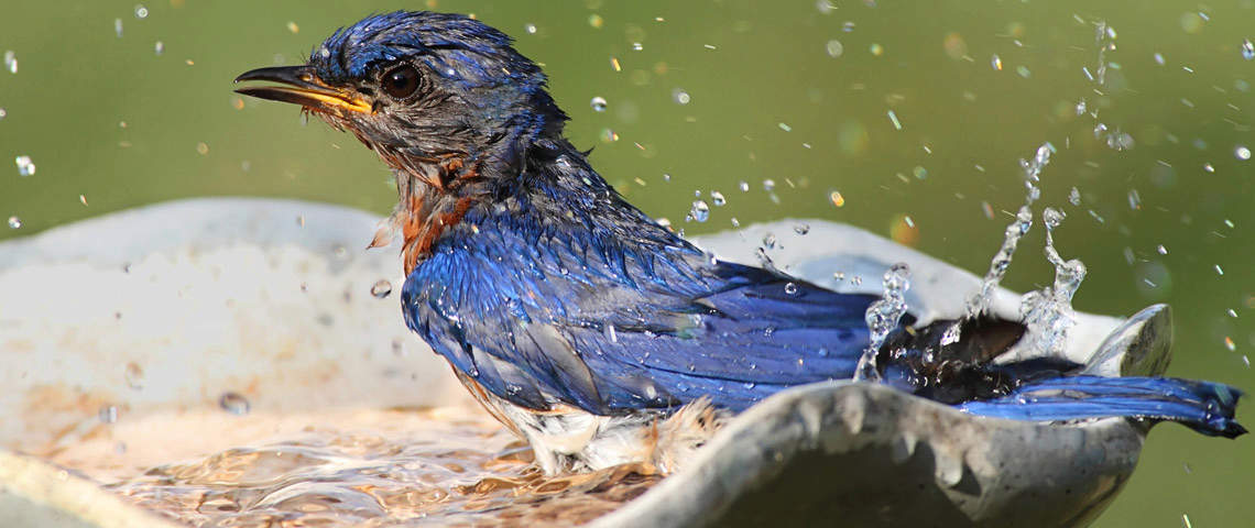 Birding Tips: Photographing Birds in Water
