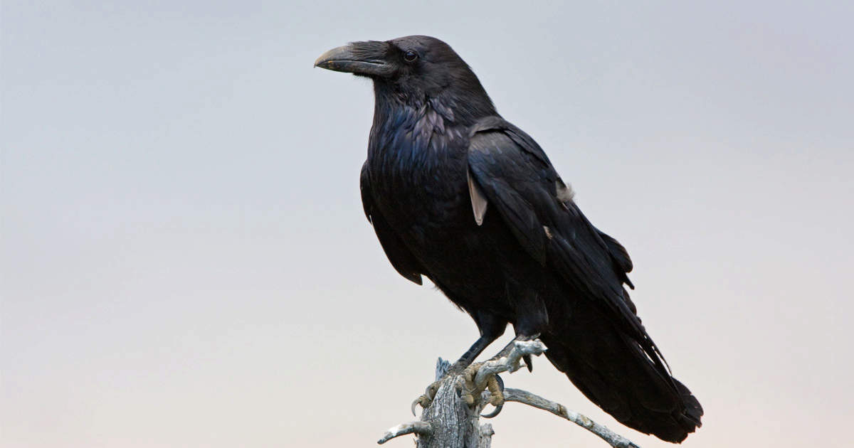 Raven Bird