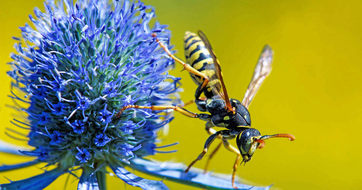 Feeding Birds: Dealing with Wasps