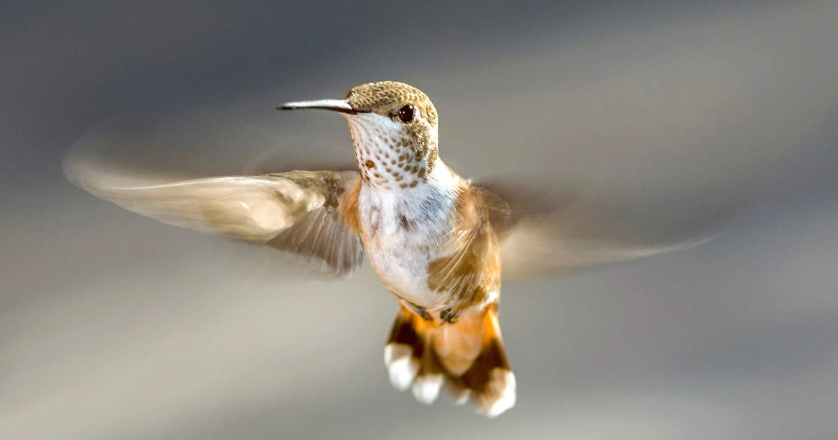 How to Spot Female Hummingbirds and Their Nests