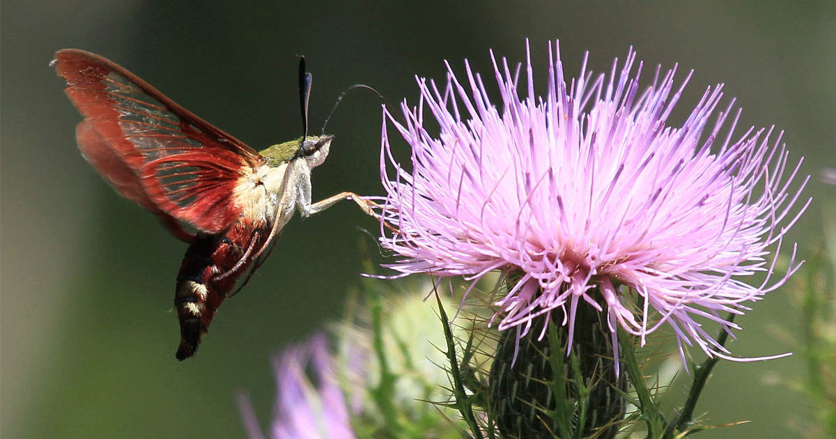 Backyard Birding: Hummingbird Moths