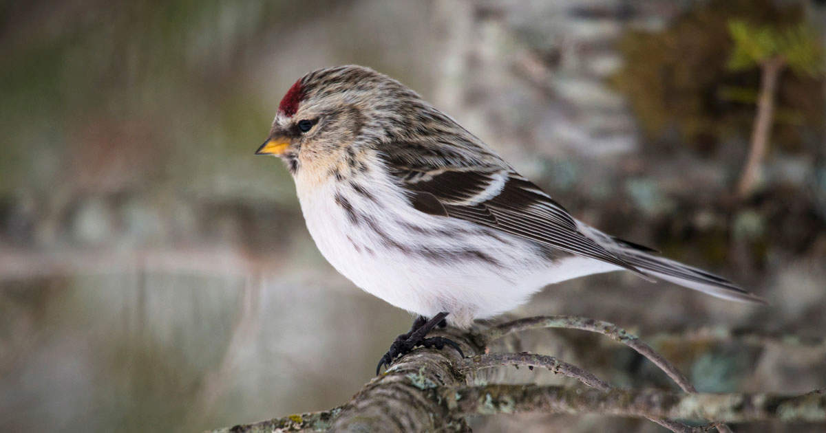 Featured Birds: Redpolls