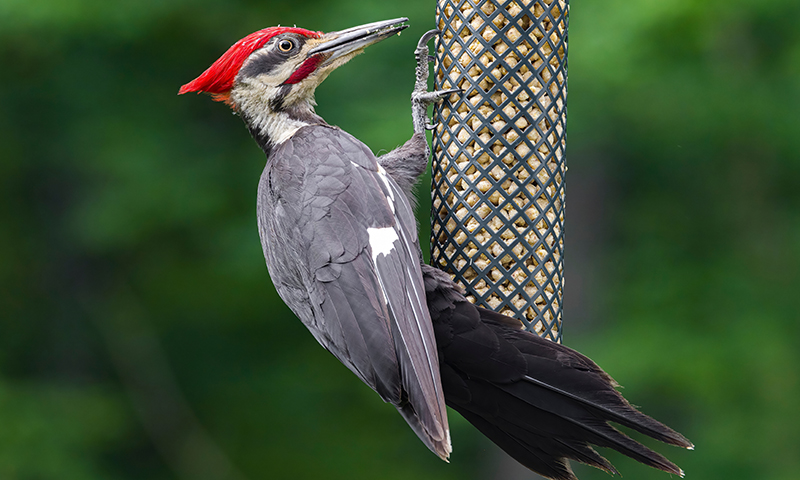 All About Woodpeckers and How to Attract Them