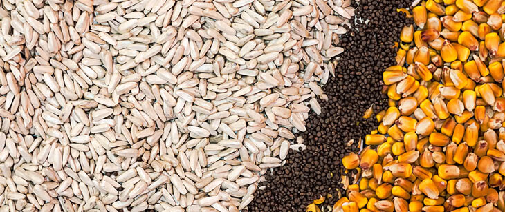 Why Use A Cover Crop?