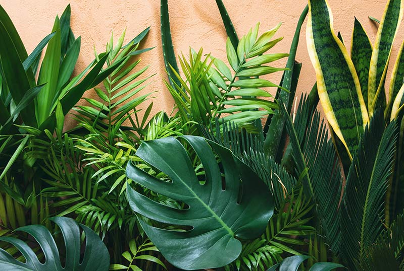How to Grow and Take Care of Indoor Plants