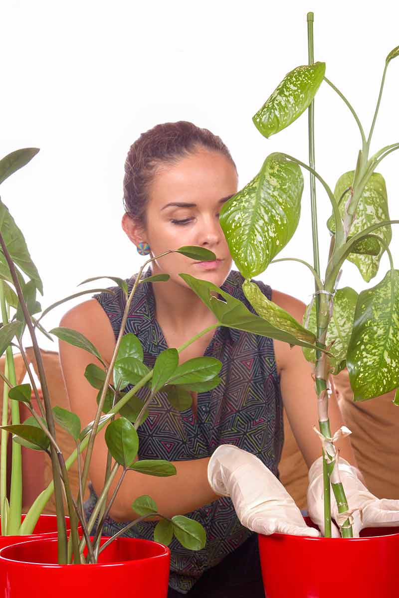 How to Transition Houseplants Indoors for Winter