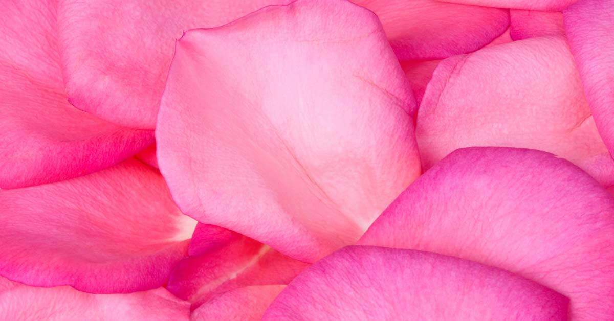 How to Create and Use Flower Petal-Based Dyes