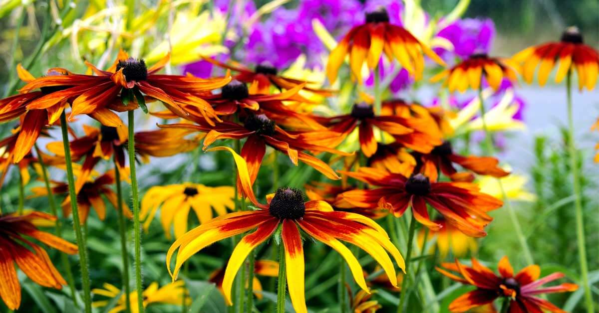 Why and How to Pick Native Plants for Your Landscape