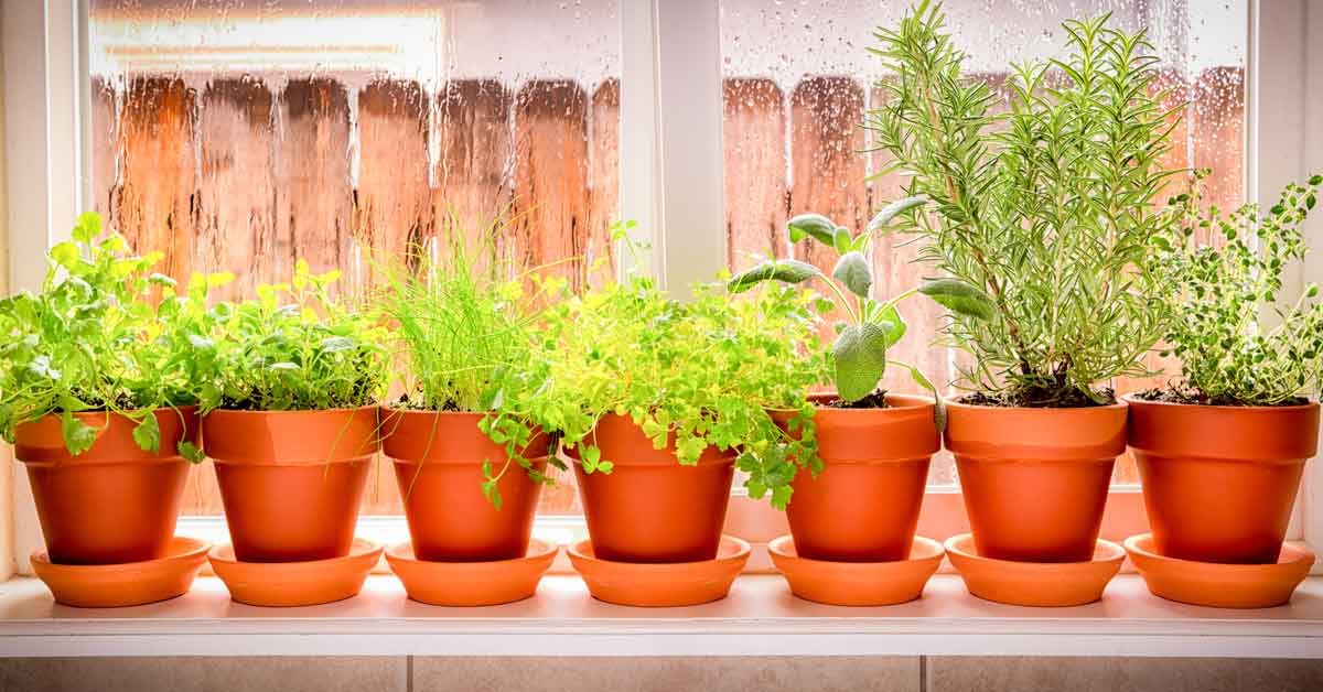 How to Grow Flowers, Herbs and Vegetables Indoors