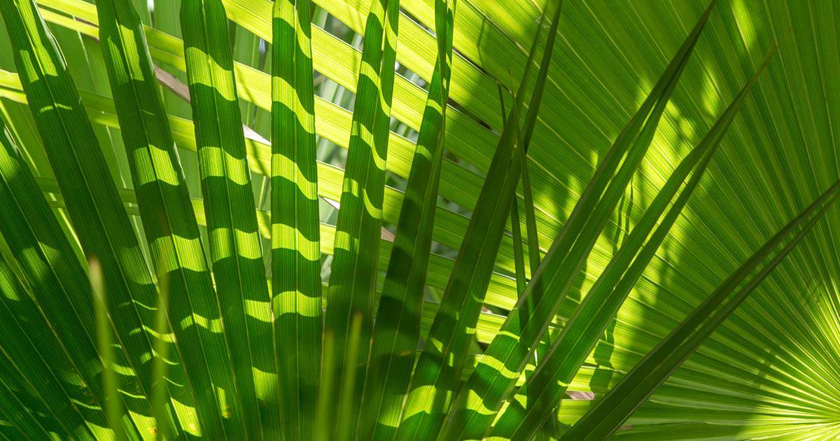 How To Care For Palm Trees