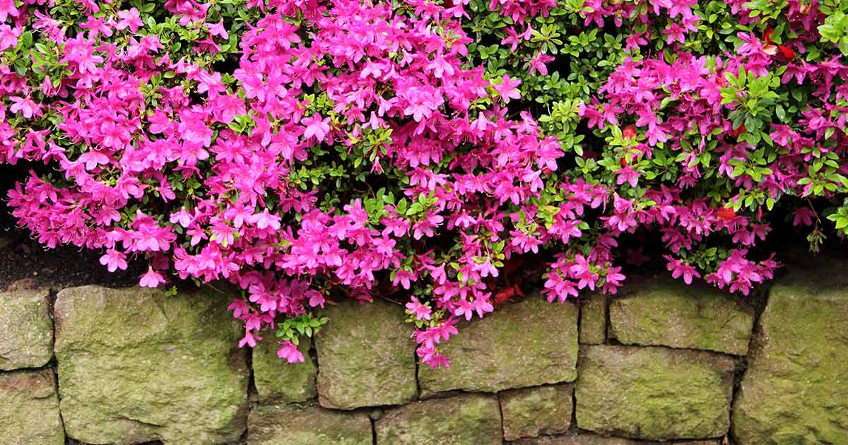 How To Grow And Care For Azaleas