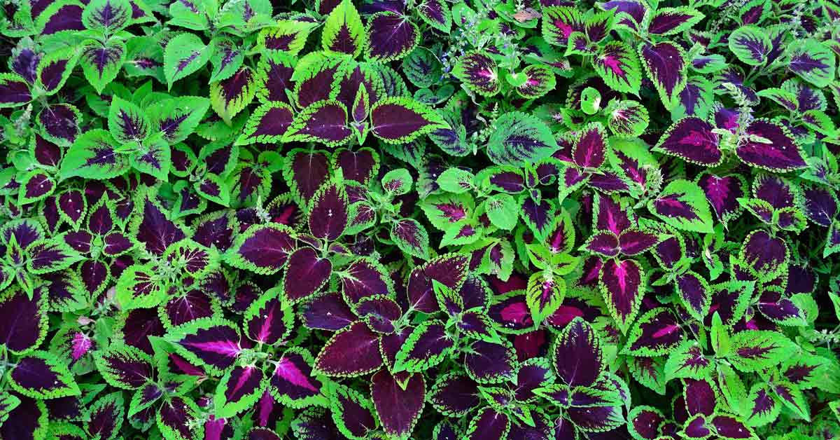 How to Create a Shade Garden with Coleus