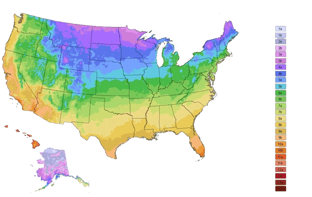 When to Start Indoor Vegetable Seeds