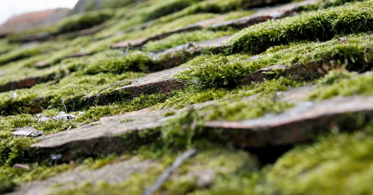 When and How to Get Rid of Moss on Structures