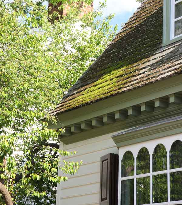 When and How to Get Rid of Moss on Structures