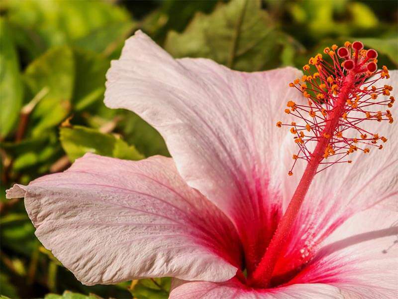 How To Grow Vibrant Hibiscus