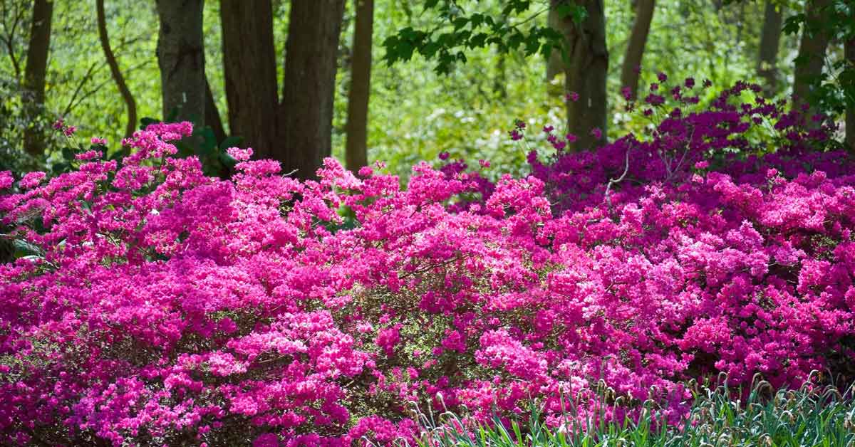 How to Feed Low Soil pH, Acid-Loving Plants