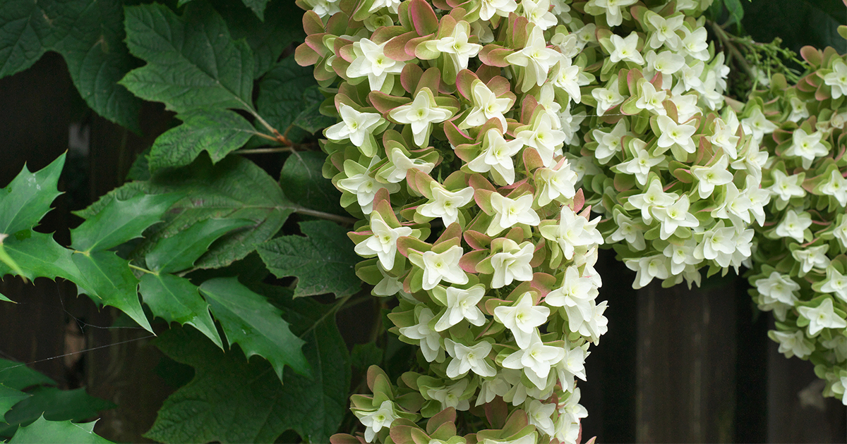 Why and How to Grow Oakleaf Hydrangeas