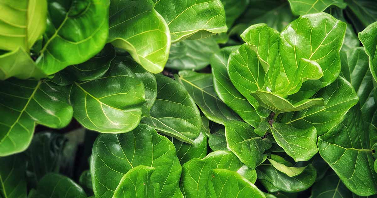 How to Grow and Care for Fiddle Leaf Fig Trees