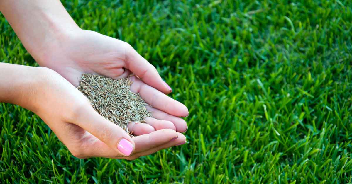 All You Need To Know About Warm Season Grass