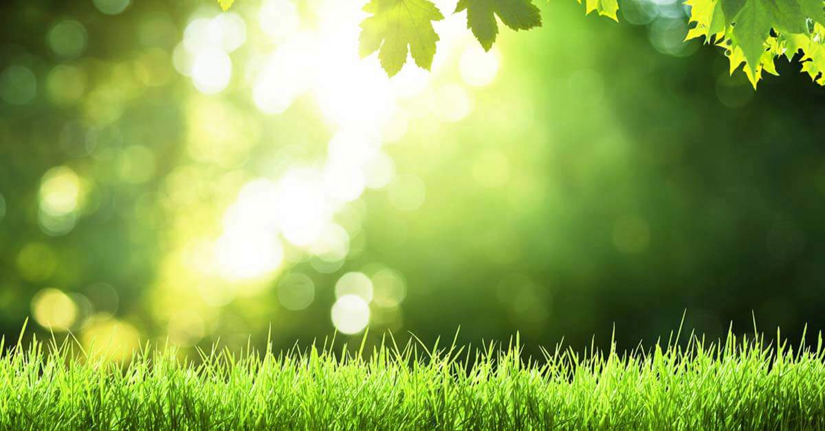Lawn Care Calendar For Cool Season Lawns