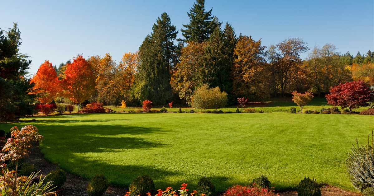 Fall Color Retention in Bermudagrass