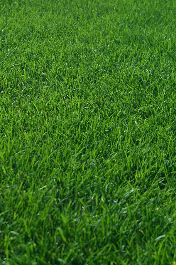 How To Read A Grass Seed Label