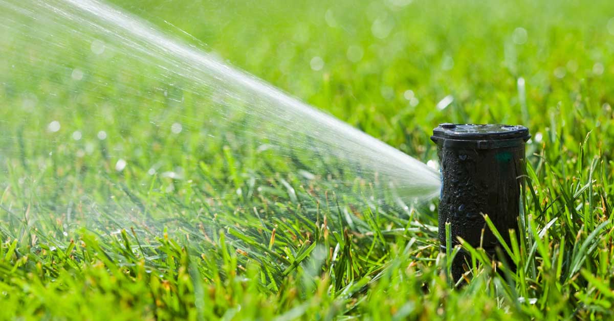 How Smart Seed Saves 30% Water Year After Year