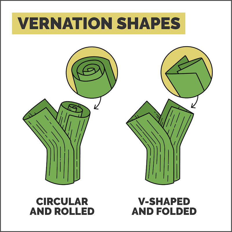 How to Identify Your Lawn Grass