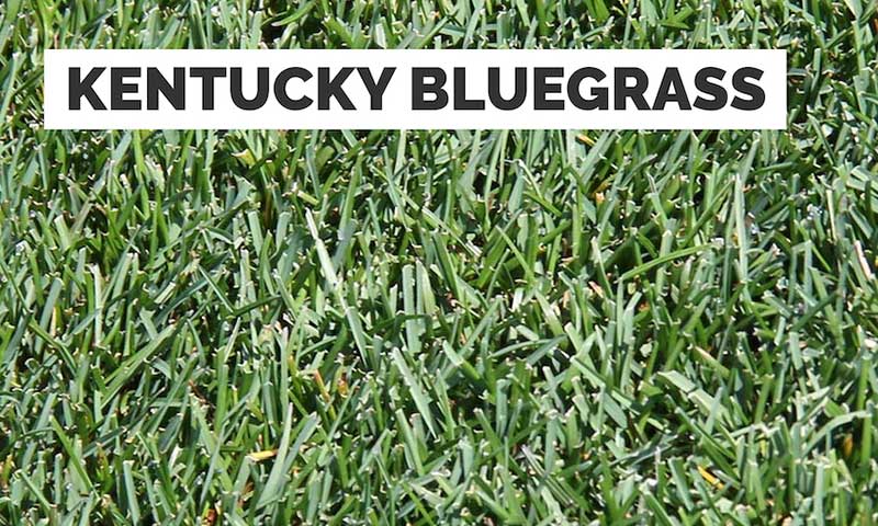 How To Identify Your Lawn Grass