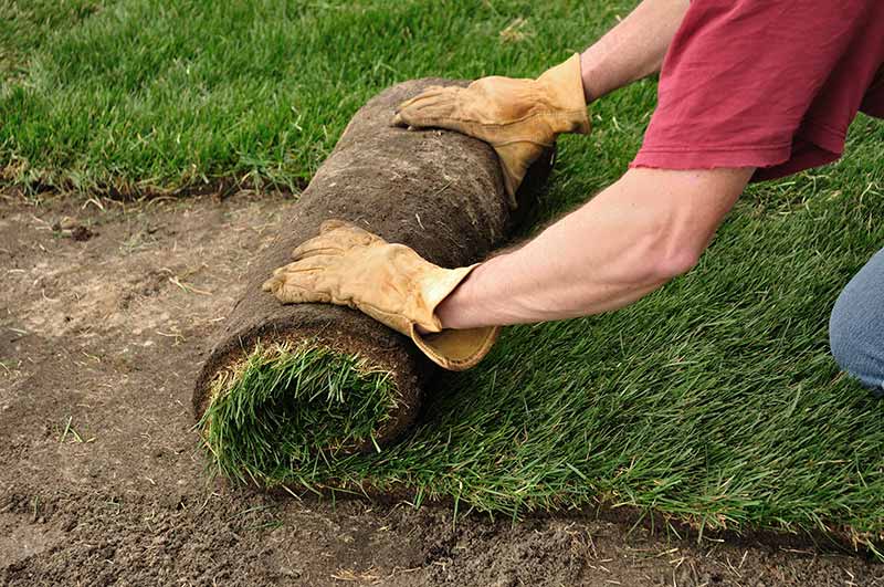 Benefits And Disadvantages Of Grass Seed Vs Sod Benefits And Disadvantages Of Grass Seed Vs Sod