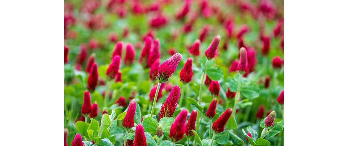 Crimson Clover Photo
