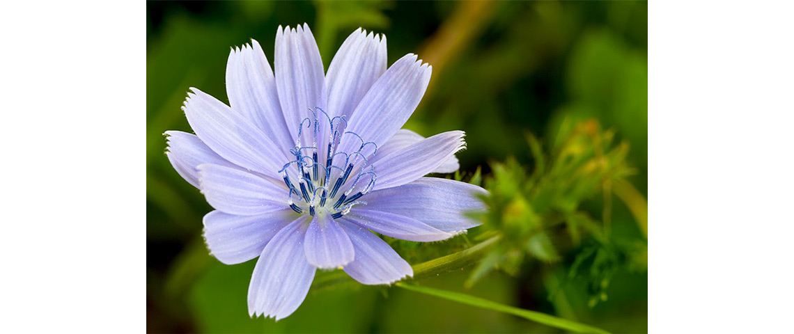 chicory polysaccharide