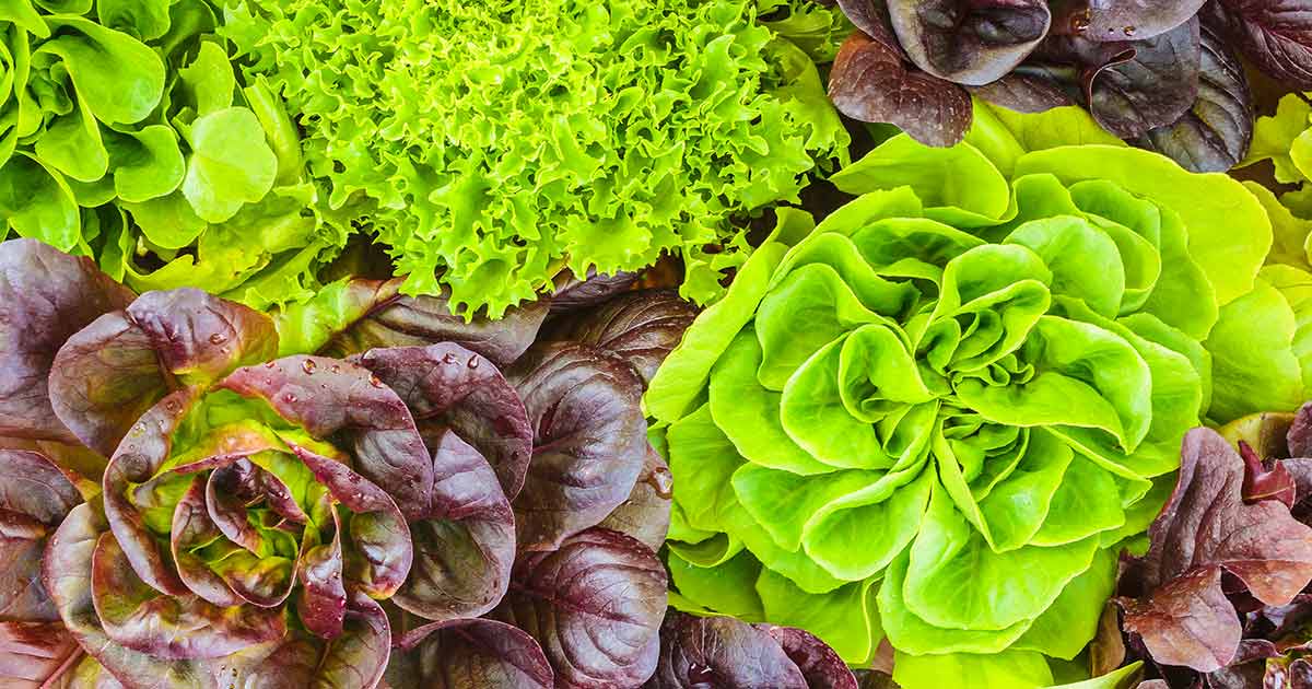 How to Grow Lettuce