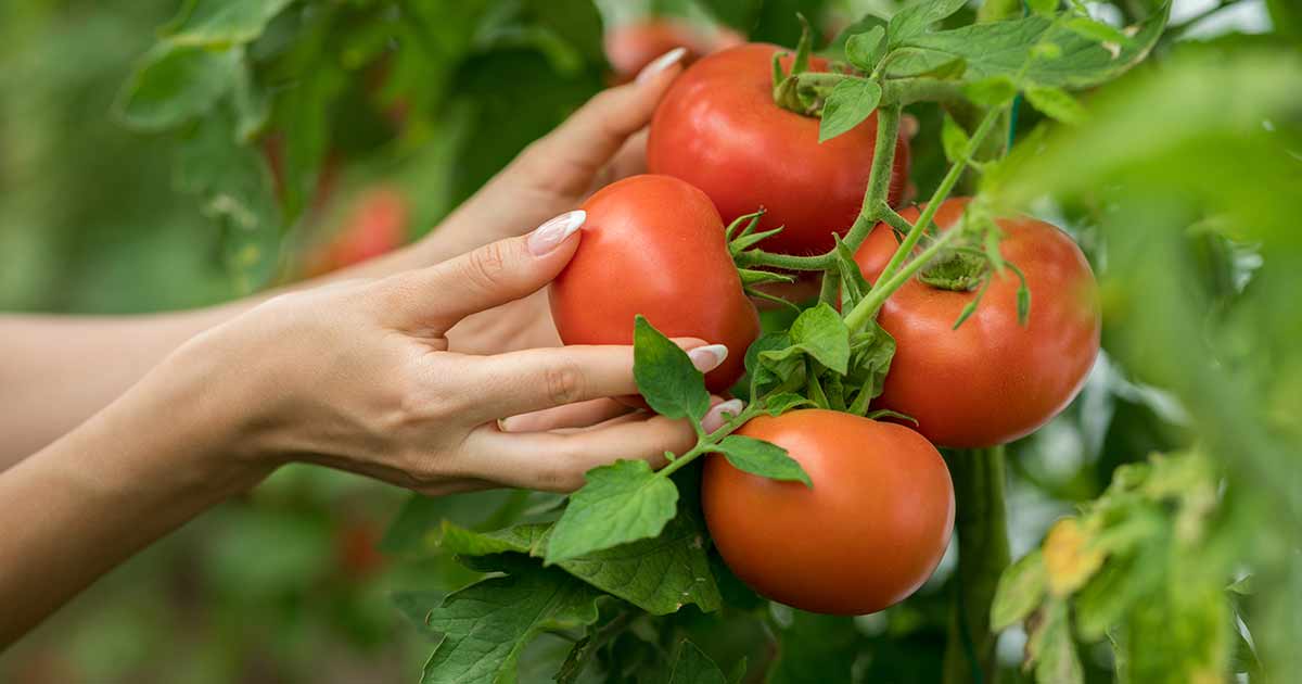How to Plant, Grow and Maintain Tomatoes